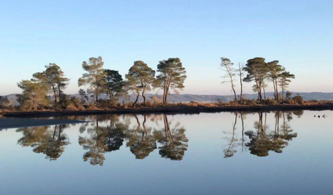 Po numërohen shpendët/ Në parkun e Divjakës, zogjtë popullojnë gjithë ...