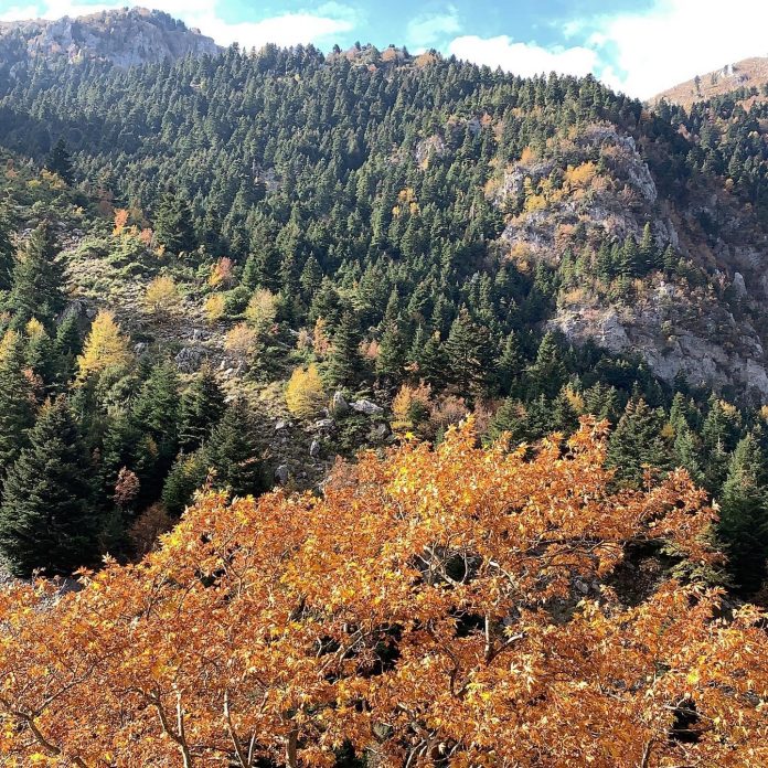 'Bredhi i Sotirës', libër i hapur botanik - www.lexo.al